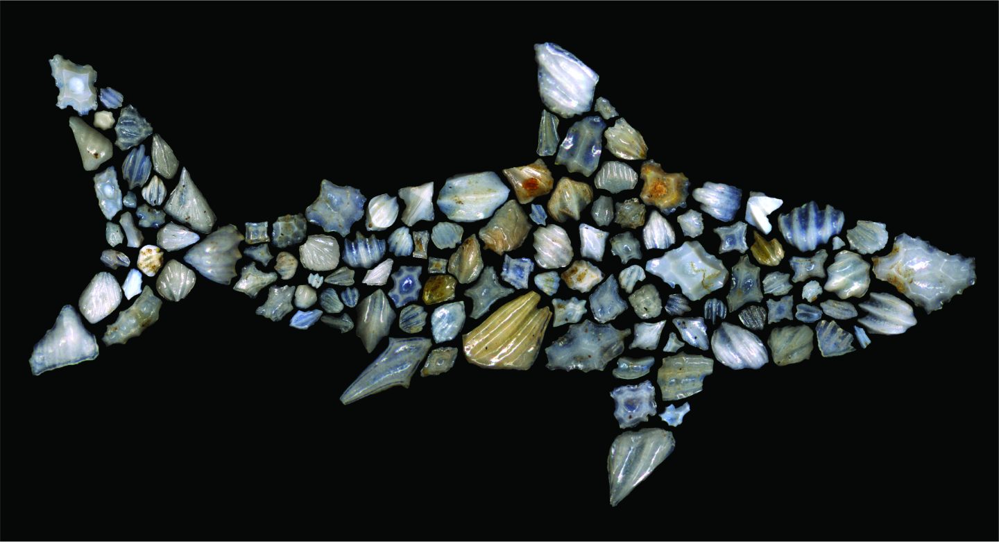 The world saw a shark-pocalypse 19 million years ago, and we don’t know ...