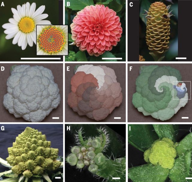 What fractals, Fibonacci, and the golden ratio have to do with cauliflower - Ars Technica