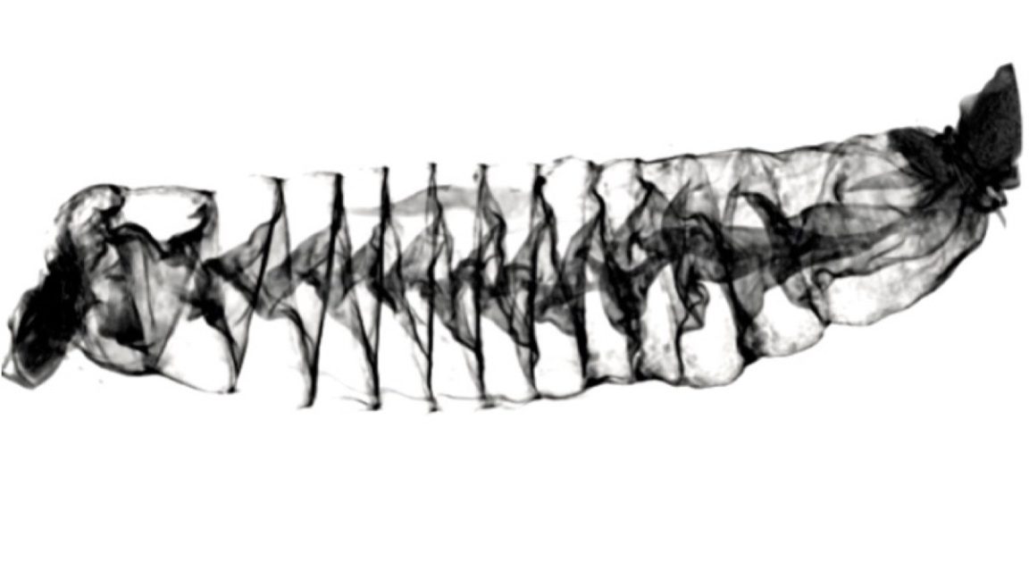 Spiral shark intestines work like Nikola Tesla’s water valve, study ...