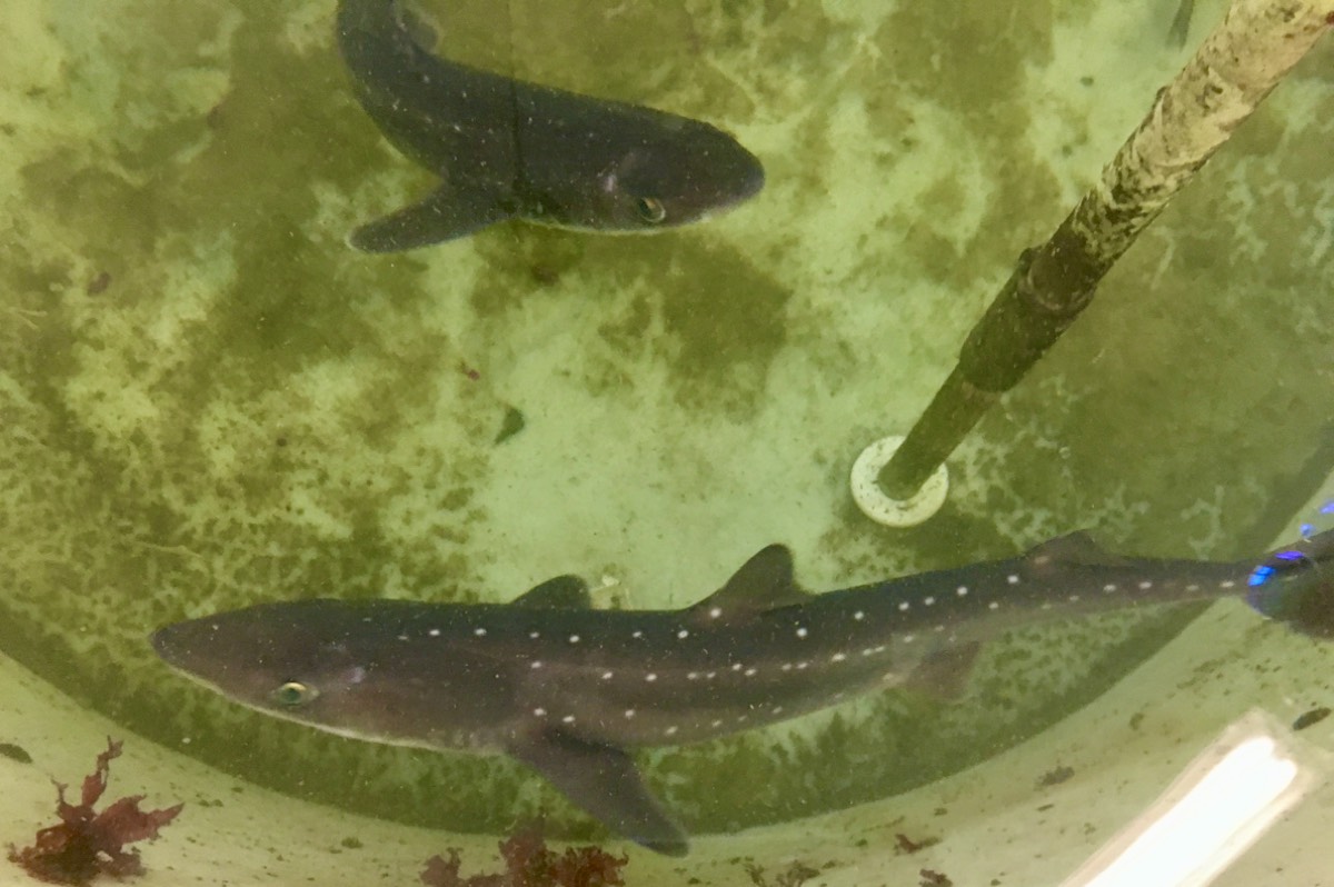 Spiral shark intestines work like Nikola Tesla’s water valve, study ...