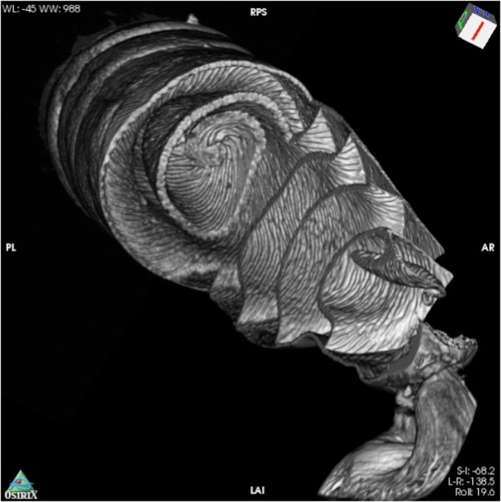 Spiral shark intestines work like Nikola Tesla’s water valve, study ...