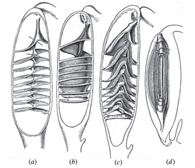 Spiral shark intestines work like Nikola Tesla’s water valve, study ...