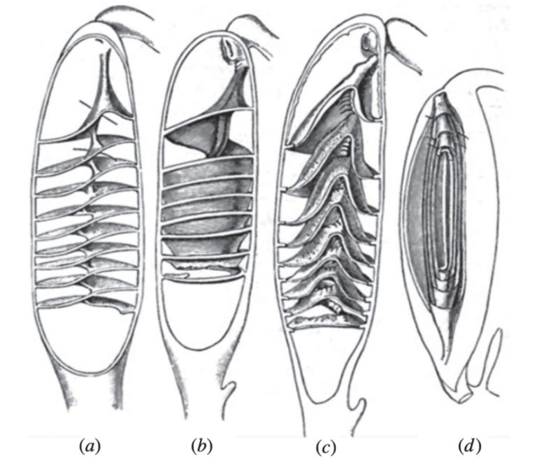 Spiral shark intestines work like Nikola Tesla’s water valve, study ...