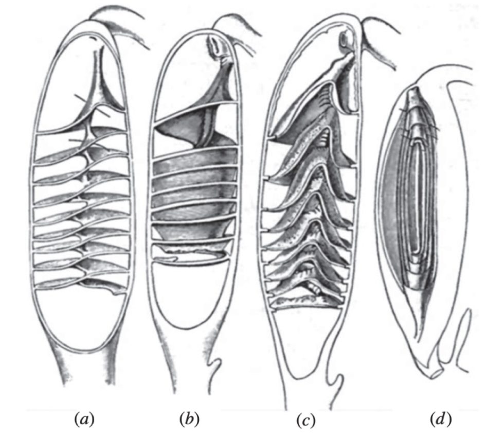 Spiral shark intestines work like Nikola Tesla’s water valve, study ...