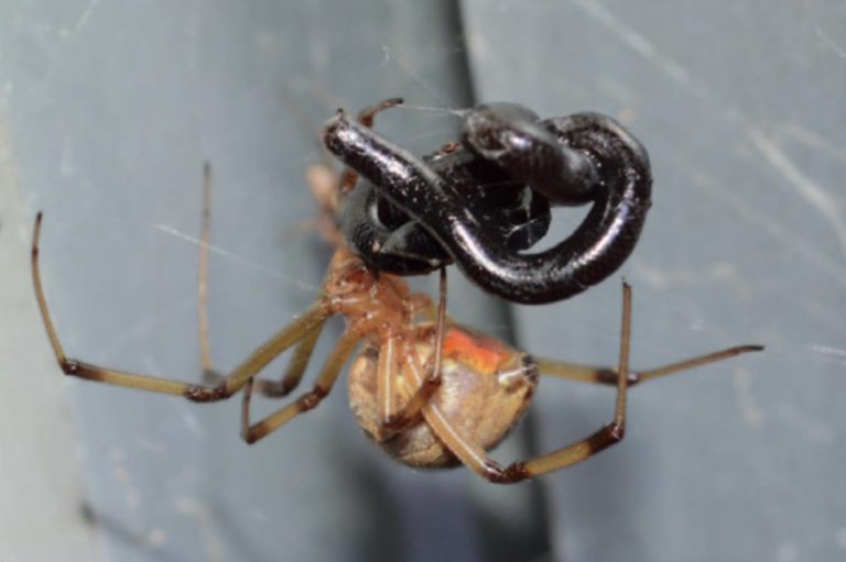 Spiders eating snakes, oh my! Here are the photographs to prove it ...