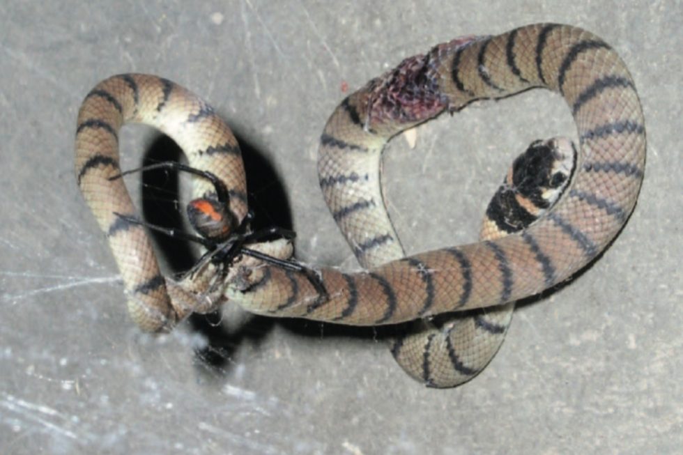 Spiders eating snakes, oh my! Here are the photographs to prove it ...