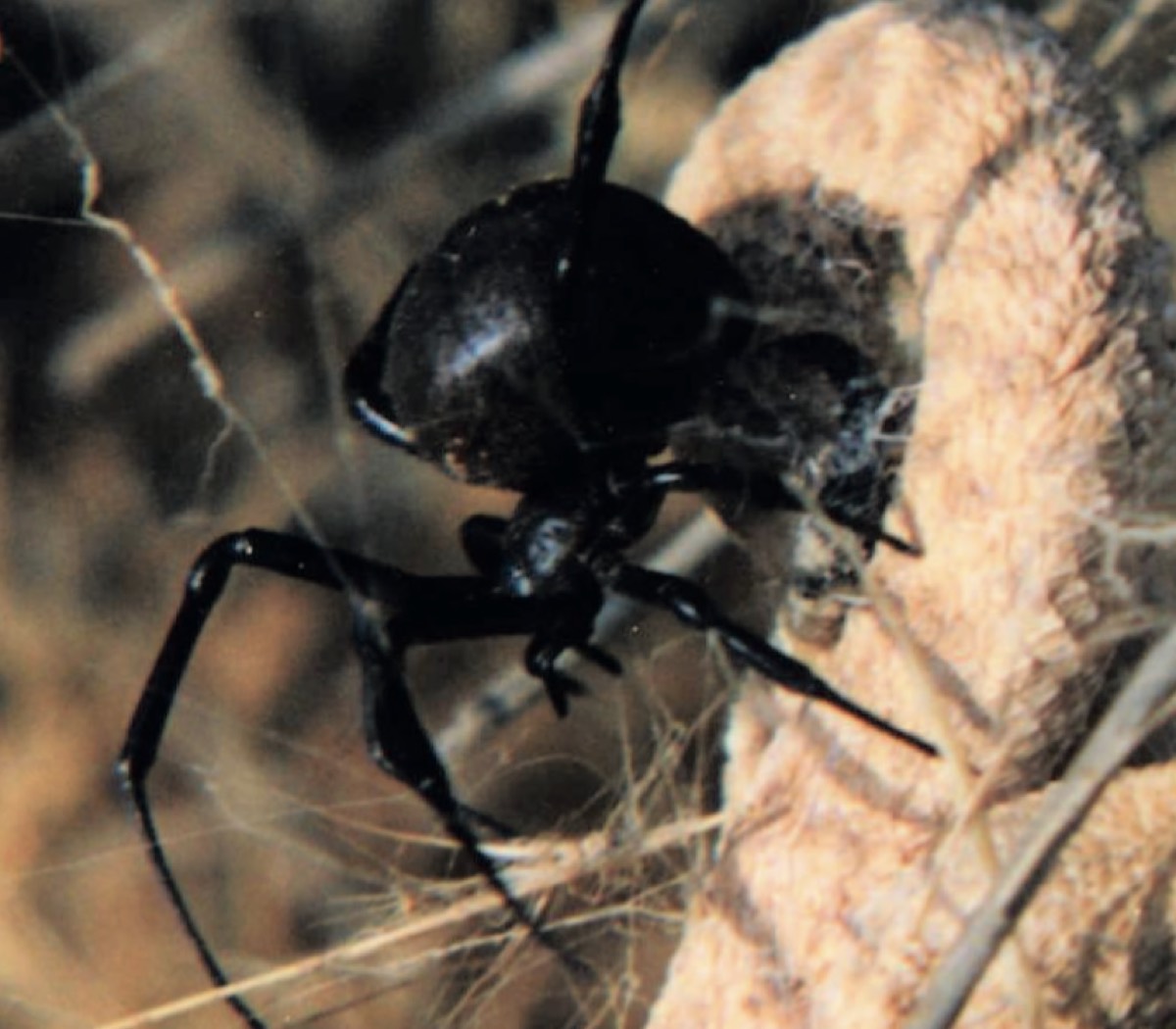 Spiders eating snakes, oh my! Here are the photographs to prove it ...