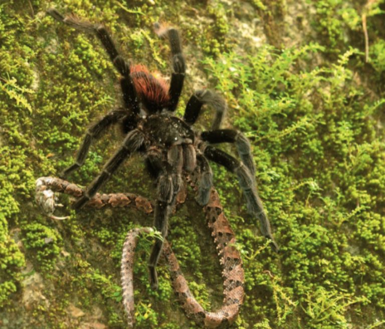 Spiders eating snakes, oh my! Here are the photographs to prove it ...