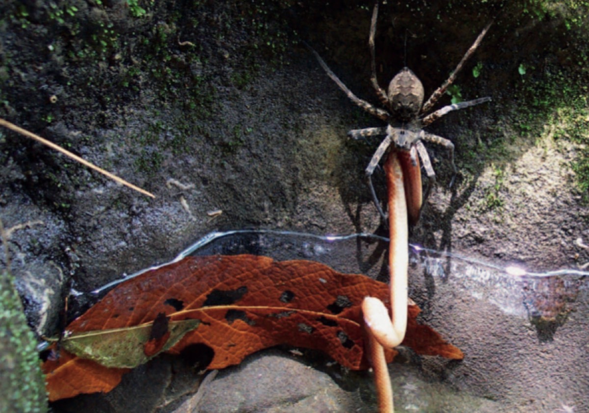 Spiders eating snakes, oh my! Here are the photographs to prove it ...