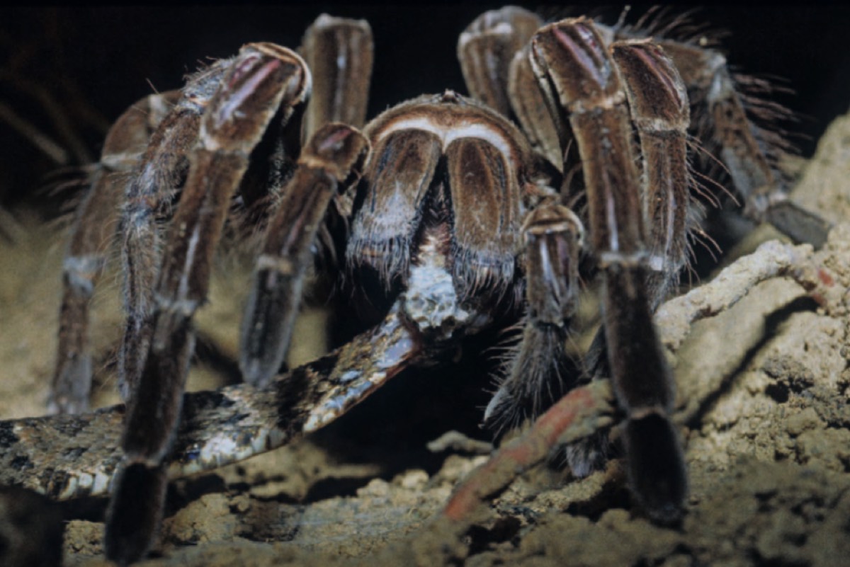 Spiders eating snakes, oh my! Here are the photographs to prove it ...
