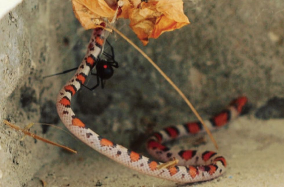 Spiders eating snakes, oh my! Here are the photographs to prove it ...