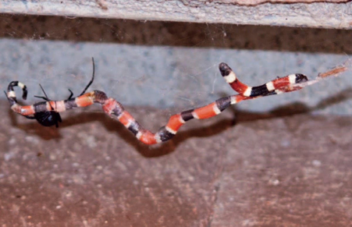 Spiders eating snakes, oh my! Here are the photographs to prove it ...