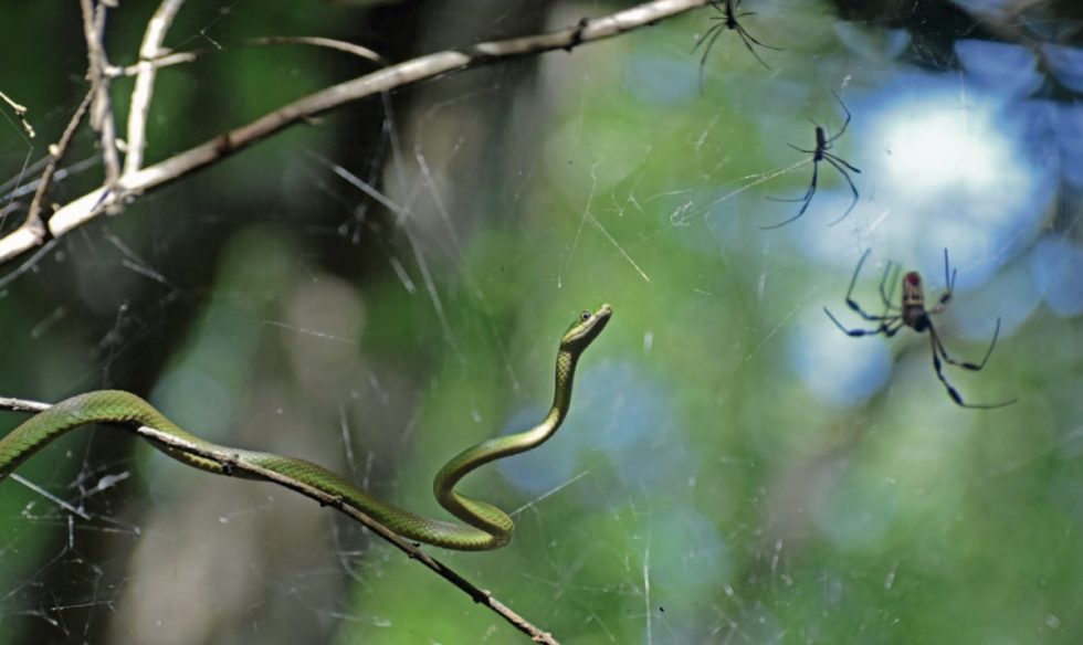 Spiders eating snakes, oh my! Here are the photographs to prove it ...