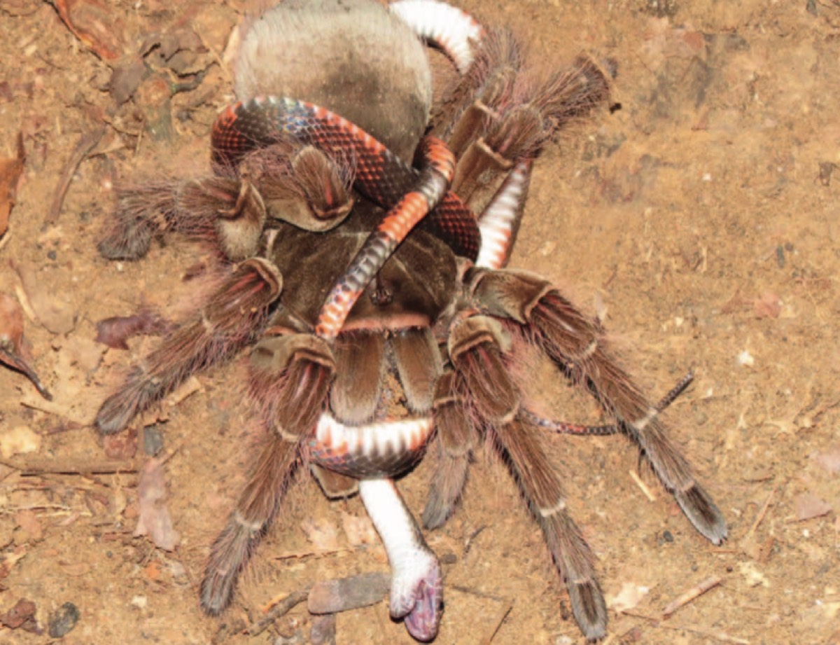 Spiders eating snakes, oh my! Here are the photographs to prove it ...