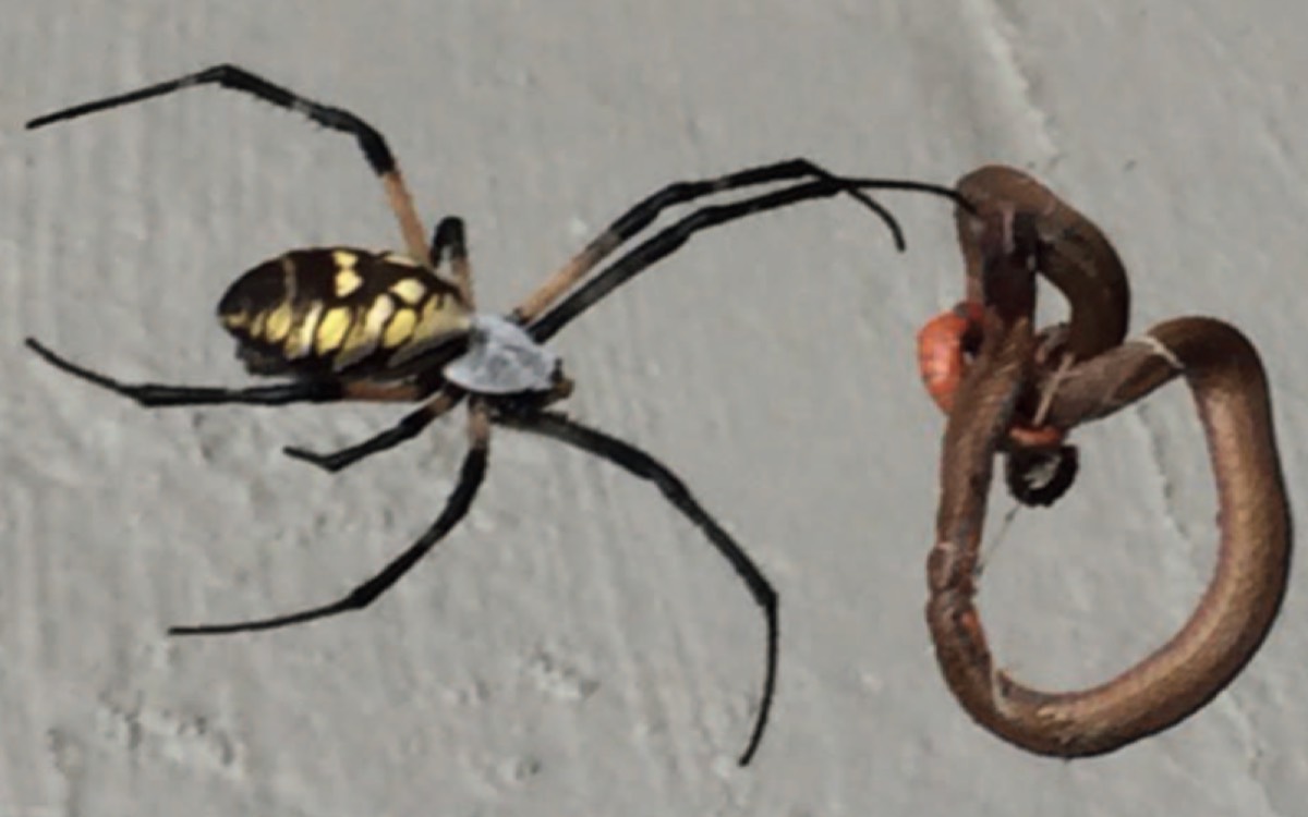 Spiders eating snakes, oh my! Here are the photographs to prove it ...