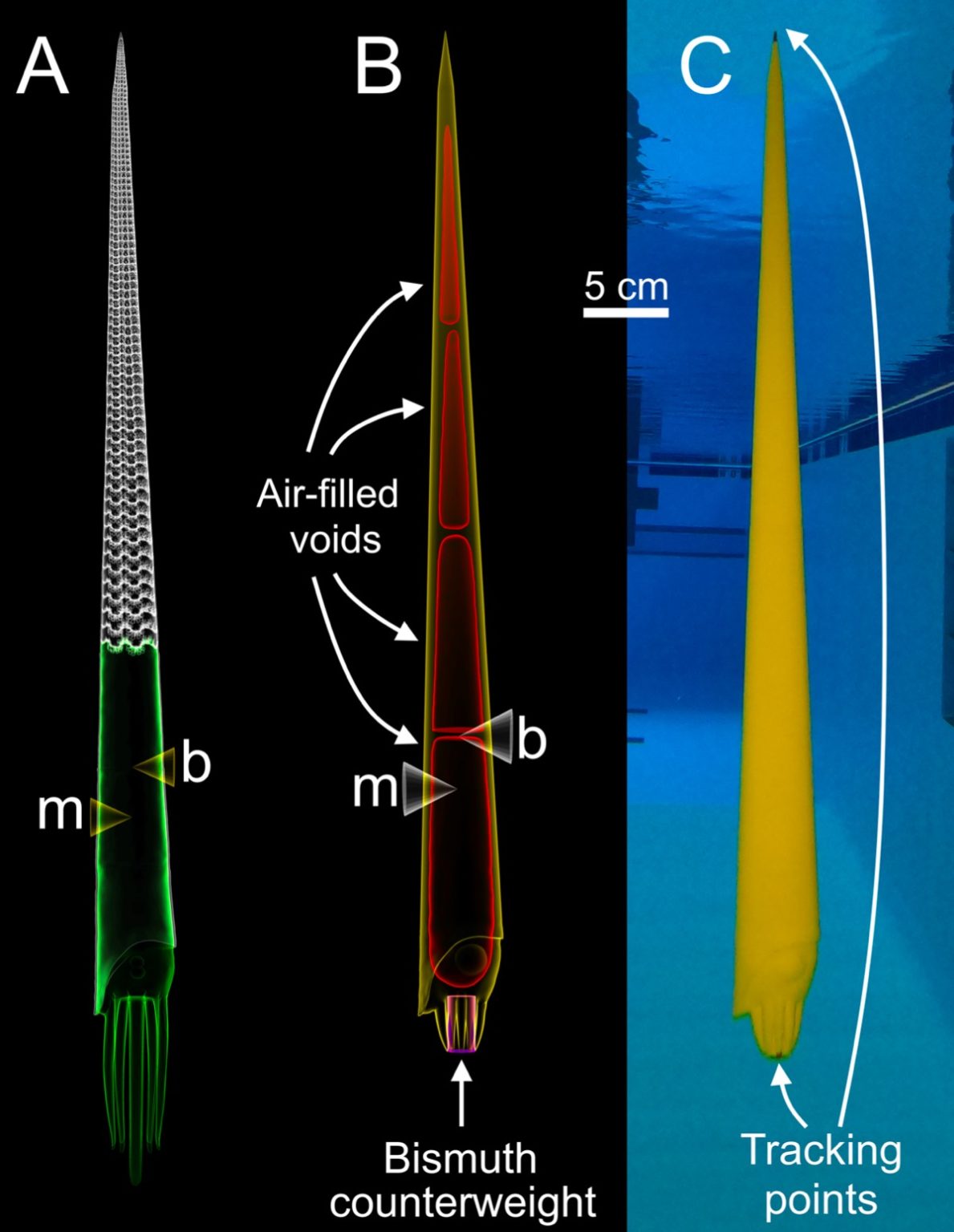 Study: These ancient straight-shelled cephalopods lived the vertical ...