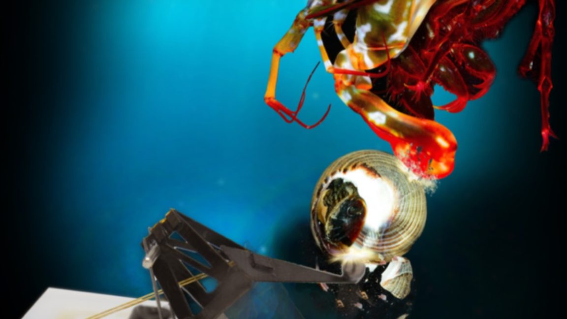 Scientists built a tiny robot to mimic the mantis shrimp’s knock-out ...
