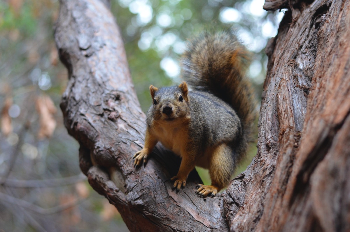 Squirrels show off killer parkour moves as they leap from branch to branch - Ars Technica
