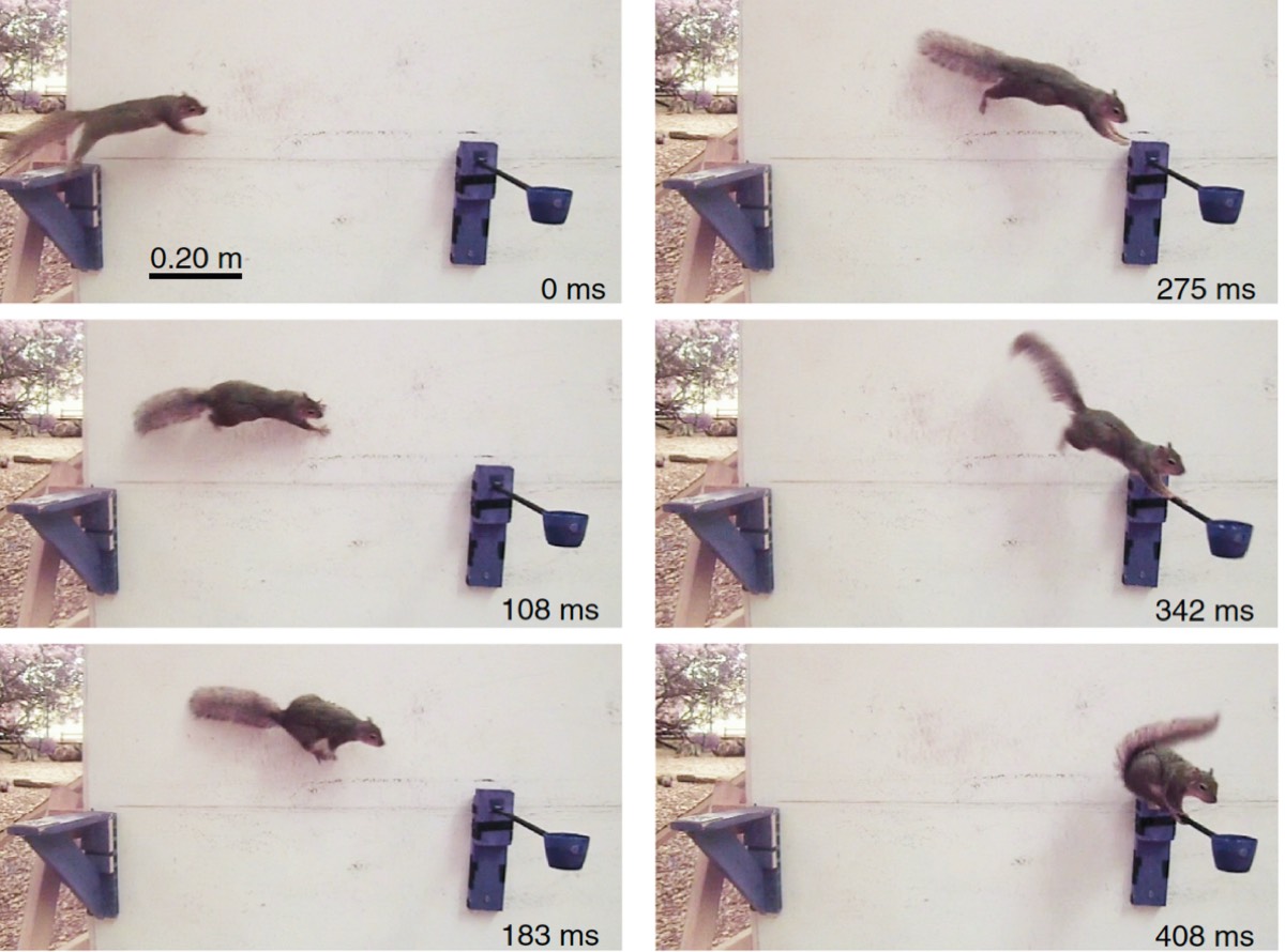 Squirrels show off killer parkour moves as they leap from branch to ...