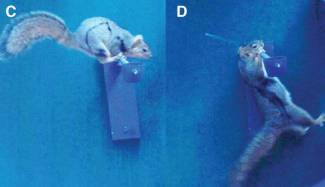 Squirrels show off killer parkour moves as they leap from branch to ...