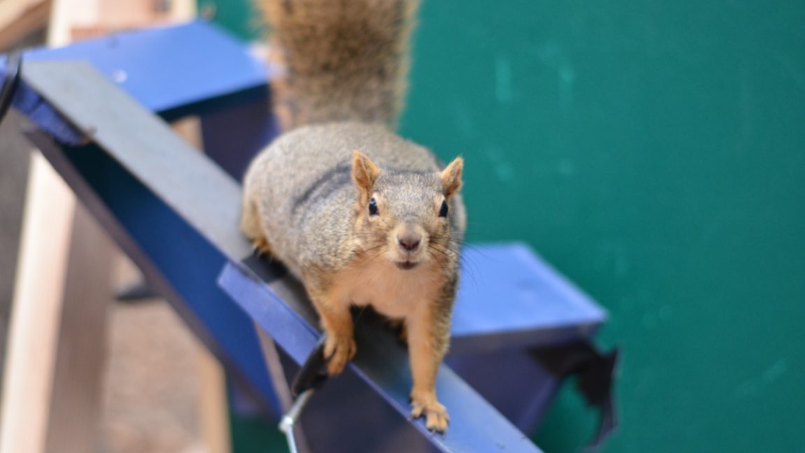 Squirrels show off killer parkour moves as they leap from branch to ...