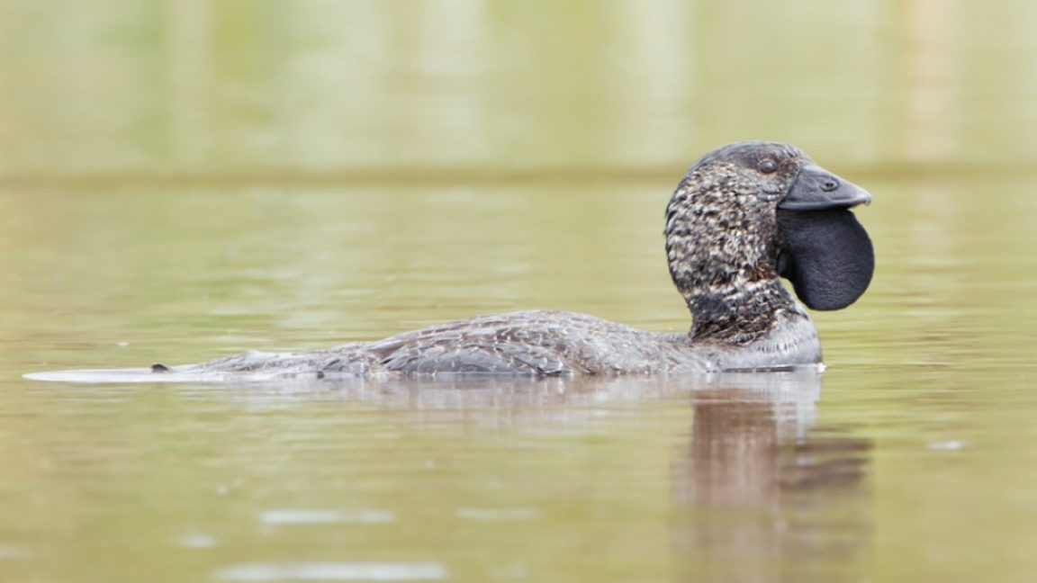 Confirmed: A duck named Ripper learned how to say “You bloody fool ...