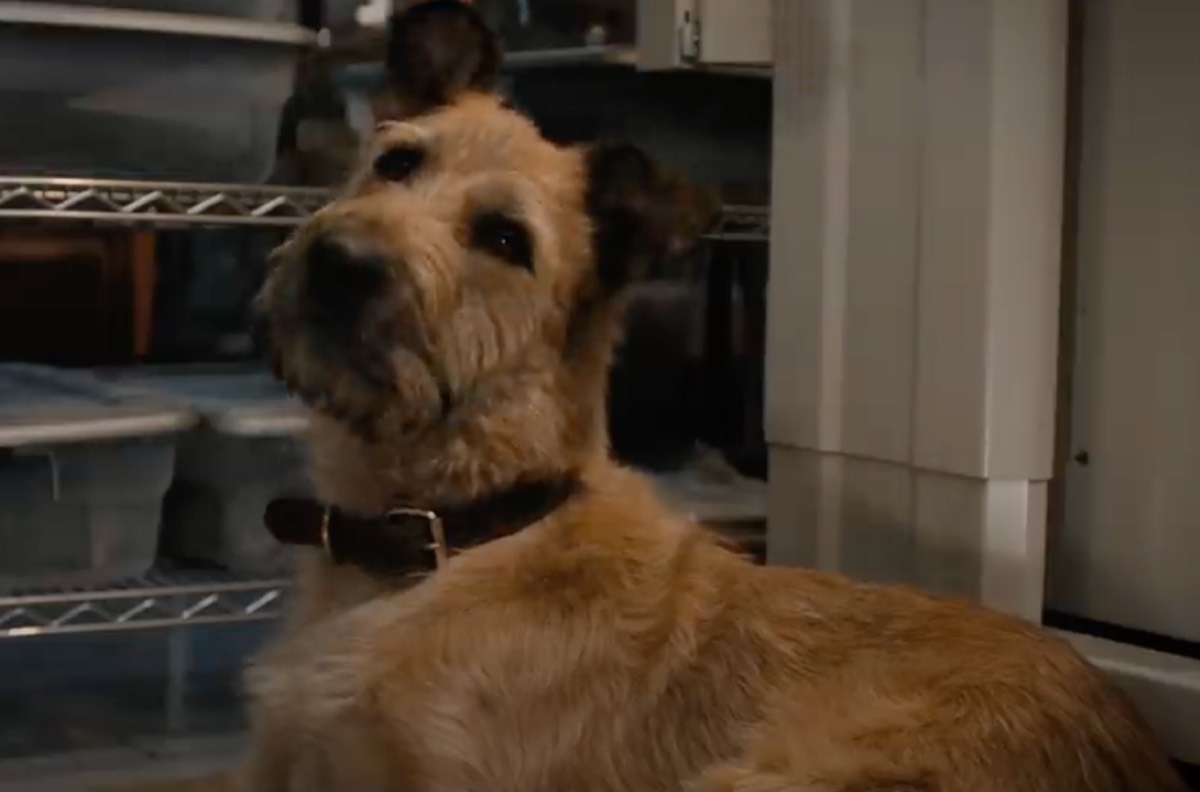 Finch trailer is carefully tailored to push all the right warm, fuzzy ...