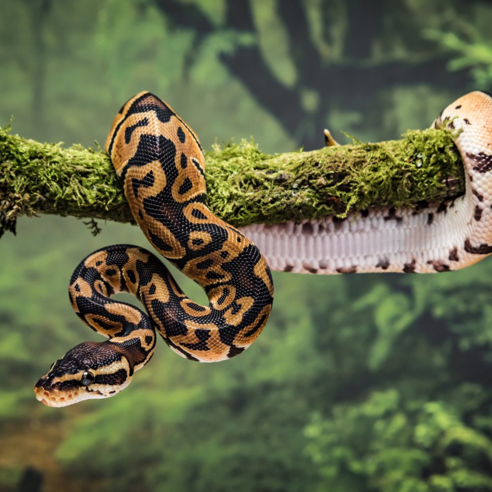 Tag: snakes - Ars Technica