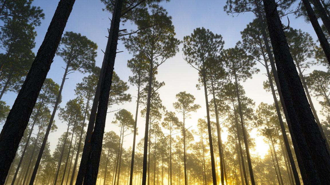 300-year-old tree rings confirm recent uptick in hurricane-driven ...