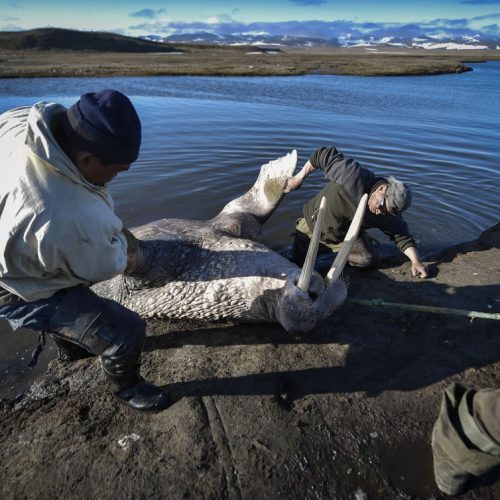 Tag: bush meat - Ars Technica