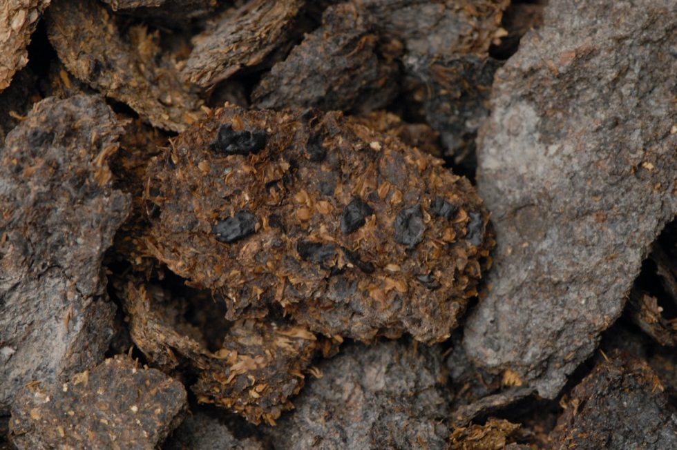 The proof’s in the poop: Austrians have loved beer, blue cheese for ...
