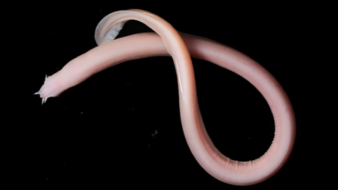 Scientists are still learning cool new things about gooey hagfish slime ...