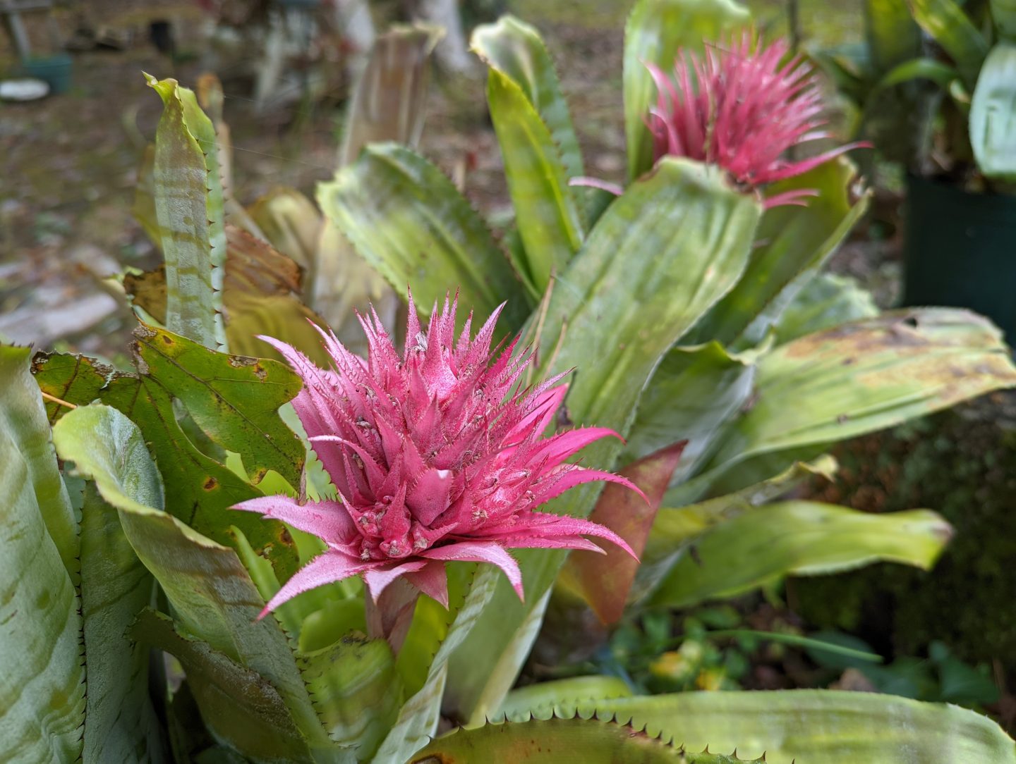 Pixel 6 review: Google Hardware finally lives up to its potential - Ars ...