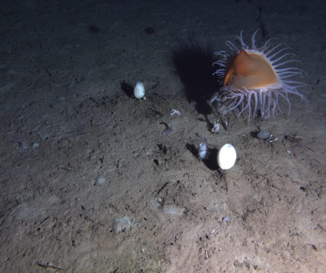 This intrepid robot is the Wall-E of the deep sea - Ars Technica