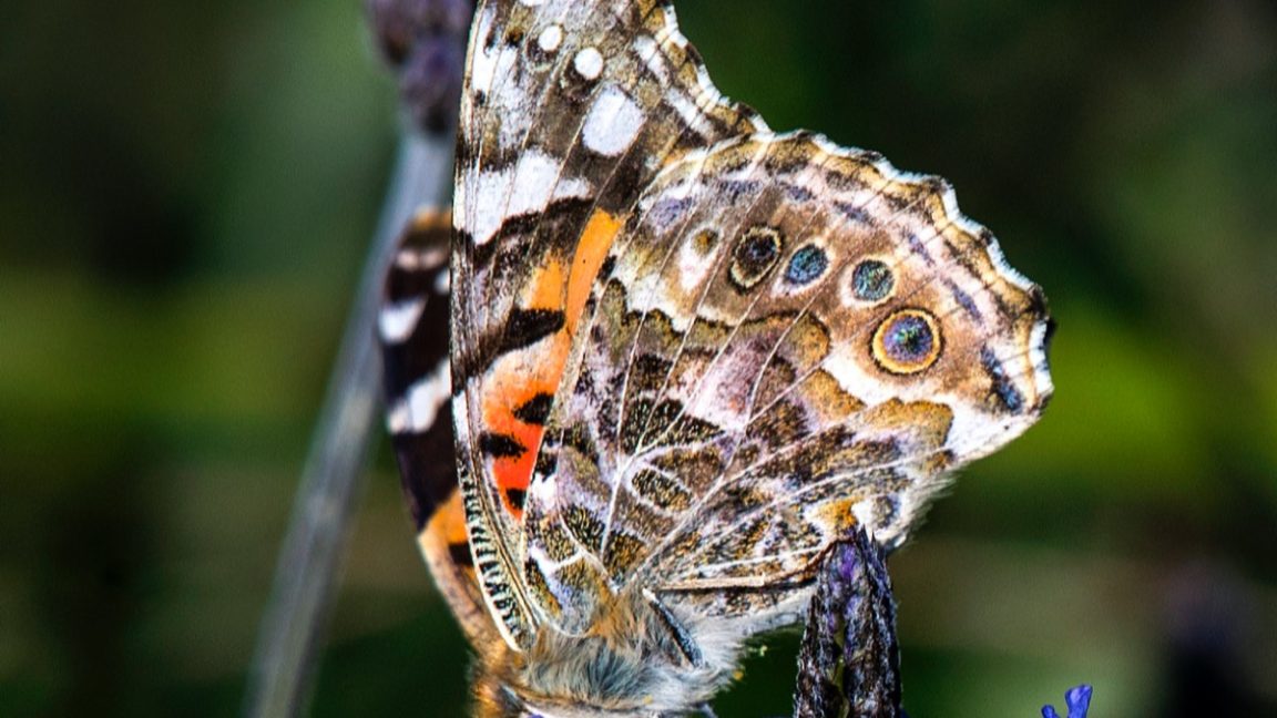 In a first, scientists captured growth of butterfly wings inside ...