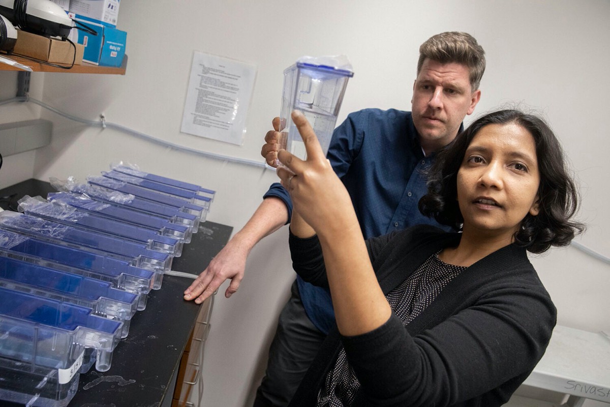 Study: Glow-in-the-dark worms may shed light on the secrets of ...