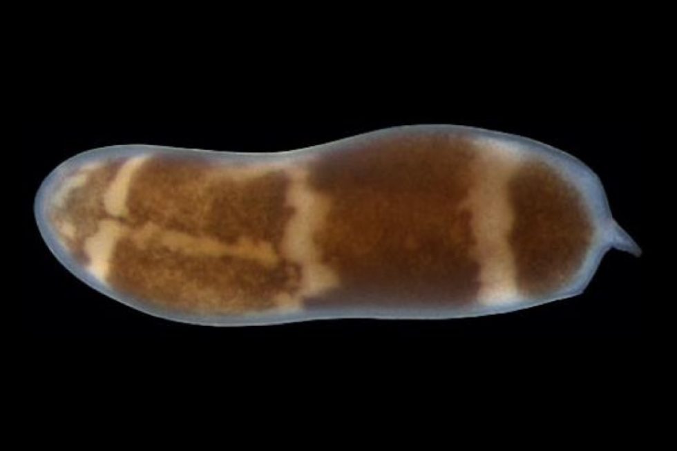 Study: Glow-in-the-dark worms may shed light on the secrets of ...