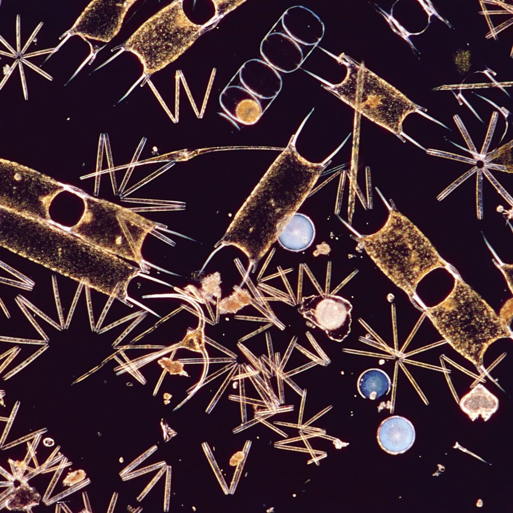 Tag: zooplankton - Ars Technica