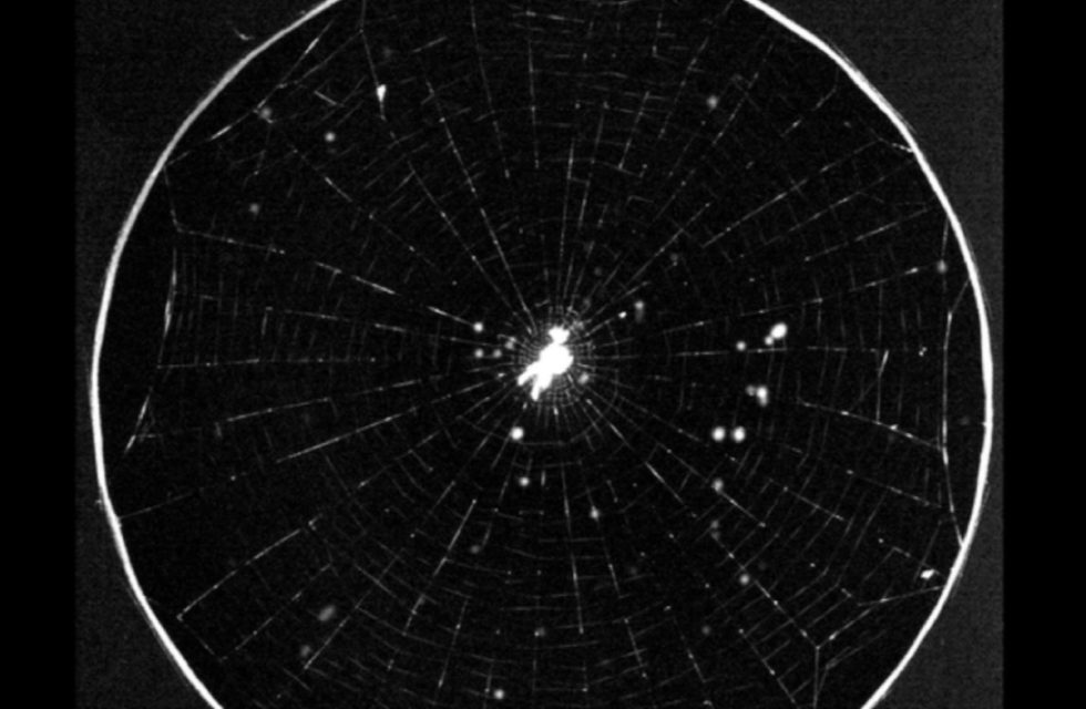 Study: Tracking spiders as they weave their webs reveals detailed ...