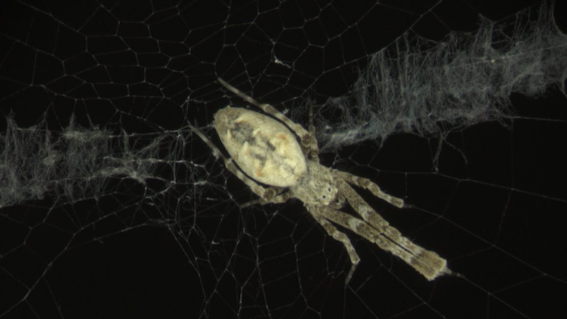 Study: Tracking spiders as they weave their webs reveals detailed ...