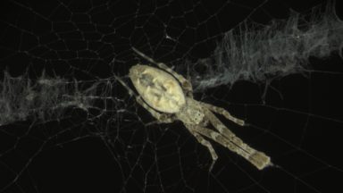 Study: Tracking spiders as they weave their webs reveals detailed ...