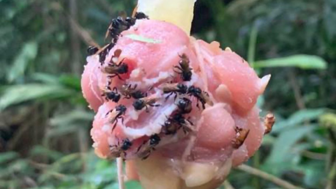 “Vulture bees” evolved a taste for flesh—and their microbiomes reflect ...