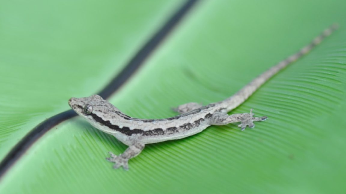 Researchers built a gecko-bot to study how geckos glide and crash land ...