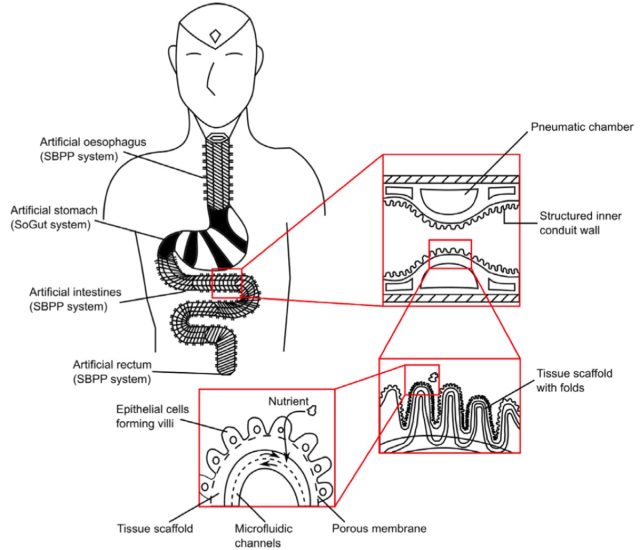 Could we build a synthetic digestive system for Vision to make him more ...