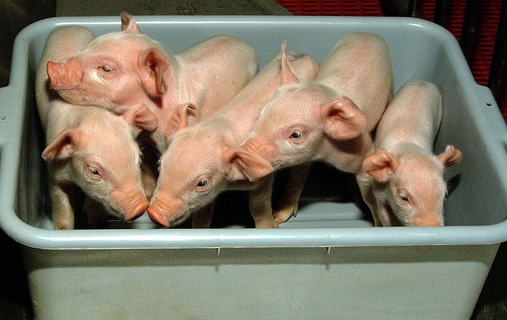 The genetic engineering behind pig-to-human transplants - Ars Technica