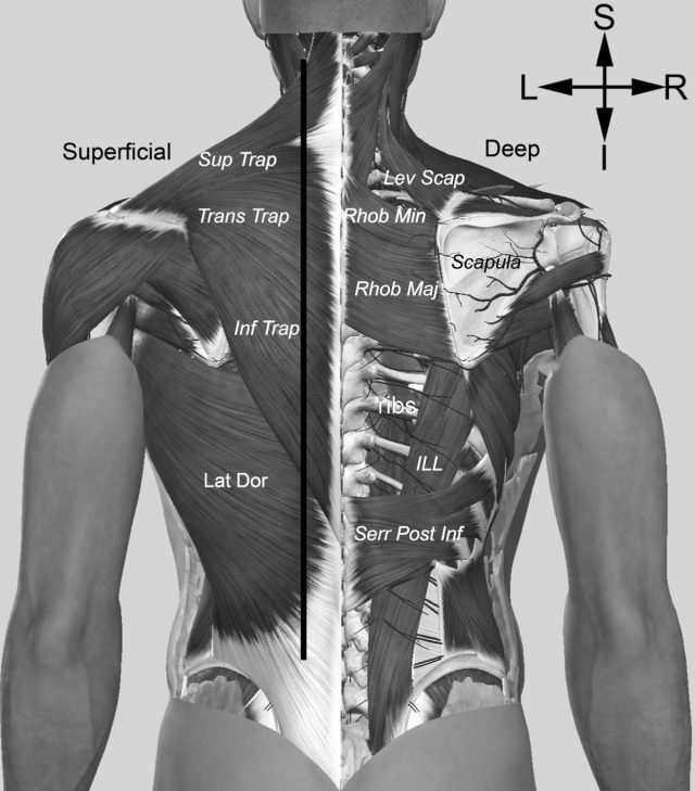 Gruesome Viking “blood eagle” ritual is anatomically possible, study ...