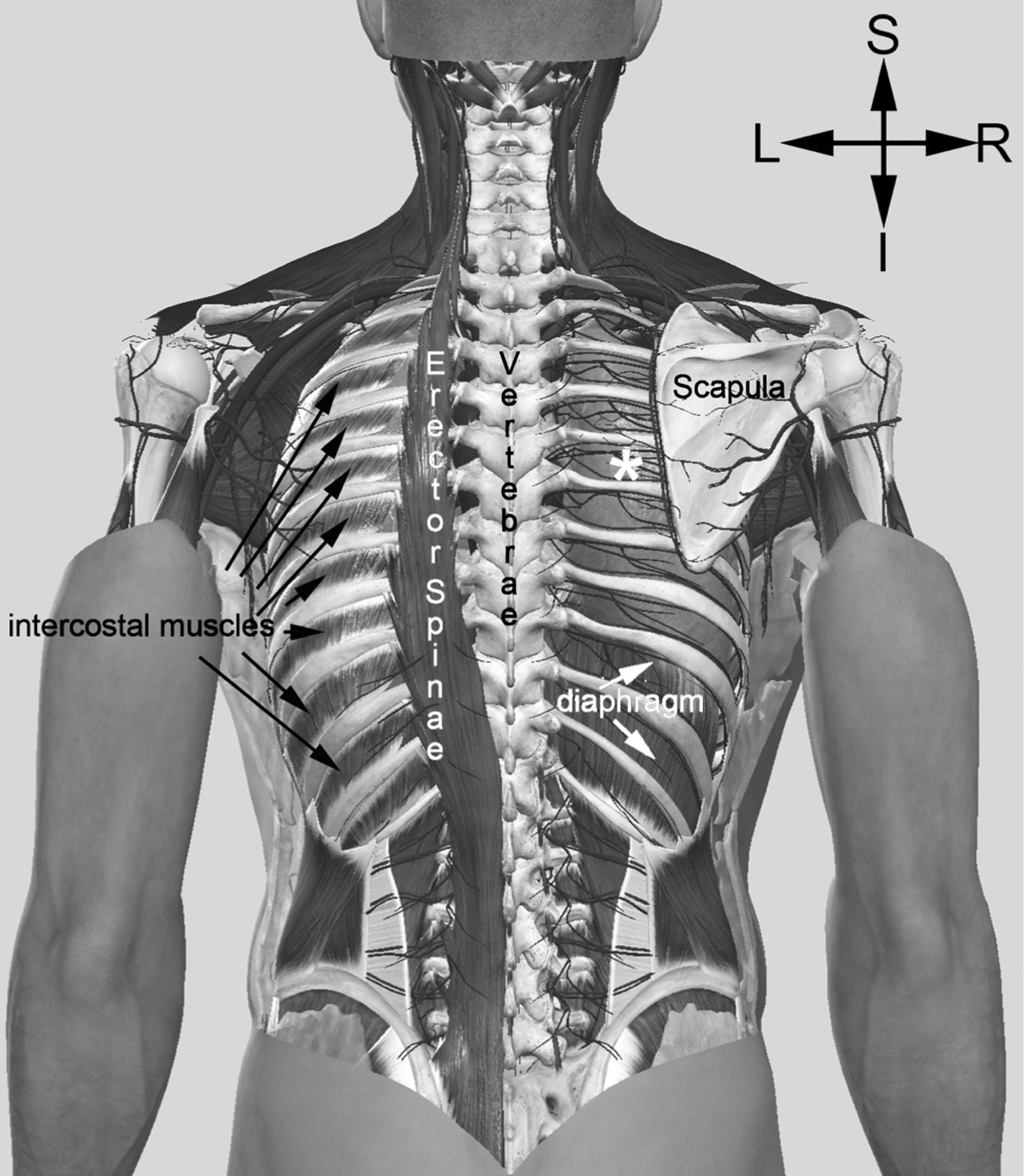 Gruesome Viking “blood eagle” ritual is anatomically possible, study ...