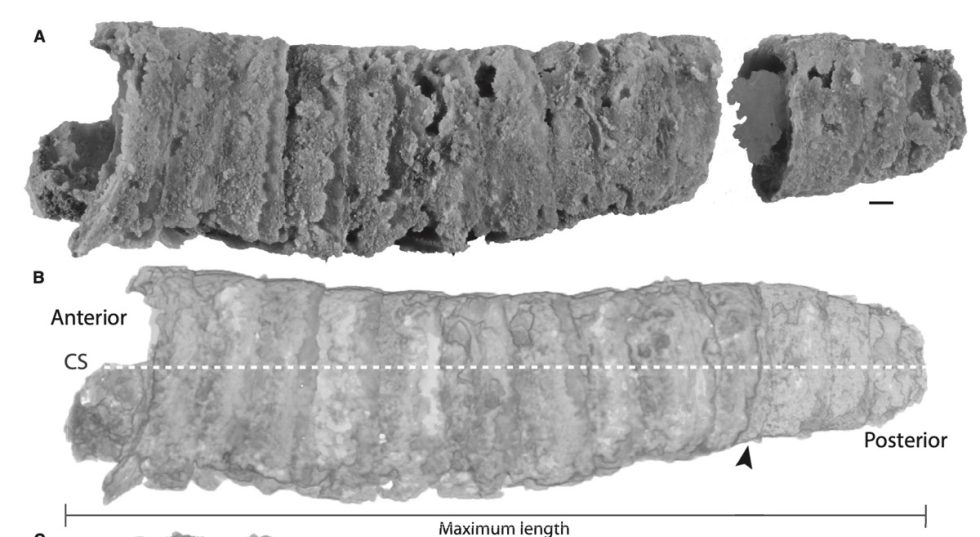 Virtual 3D models of ammonite fossils show their muscles for first time ...