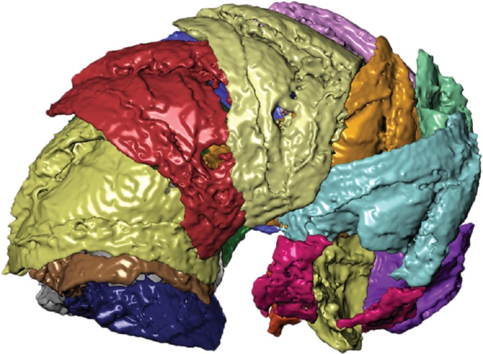 Virtual 3D models of ammonite fossils show their muscles for first time ...