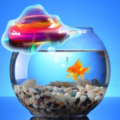 Tag: goldfish - Ars Technica